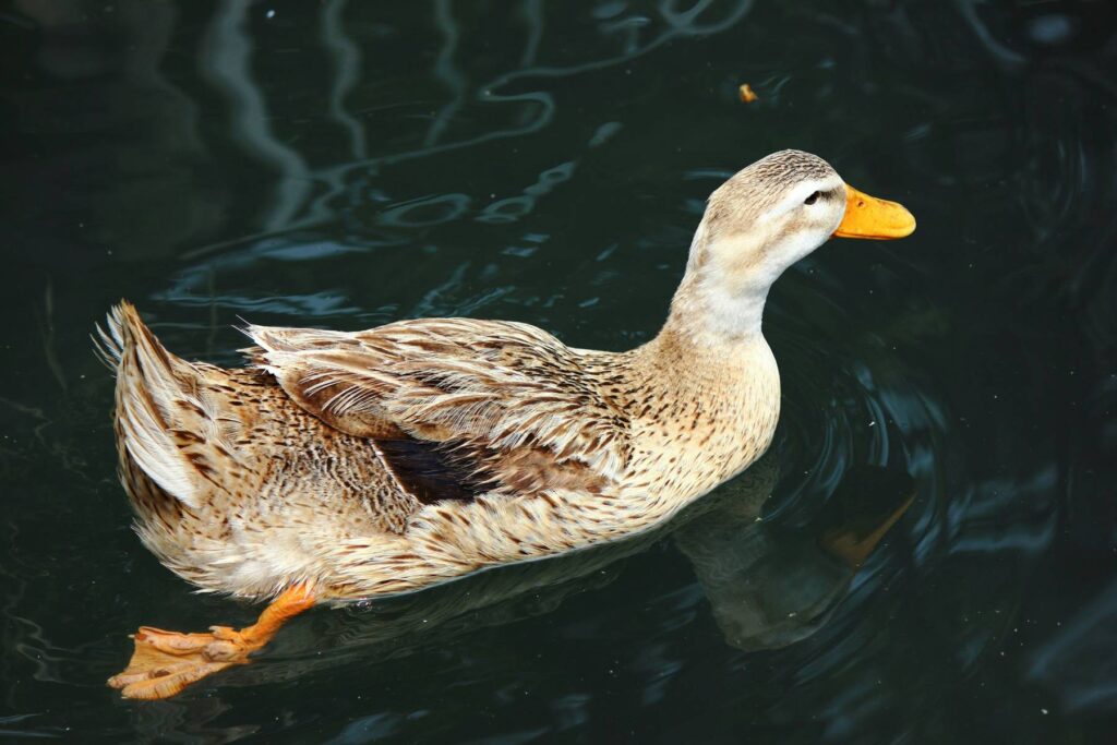 Heavy Duck Breeds - Backyard Poultry